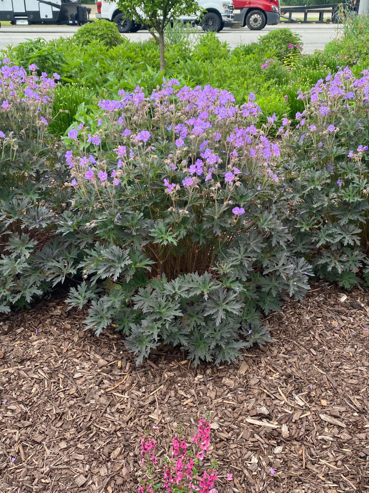 Is this Boom Chocolatta geranium?