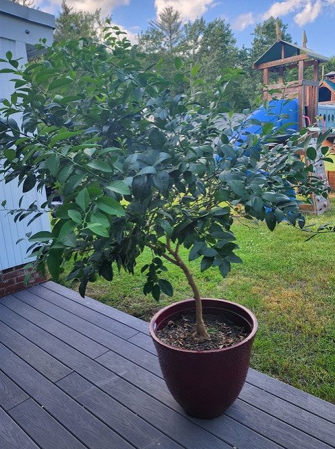 Key Lime In Pot | Houzz Forum