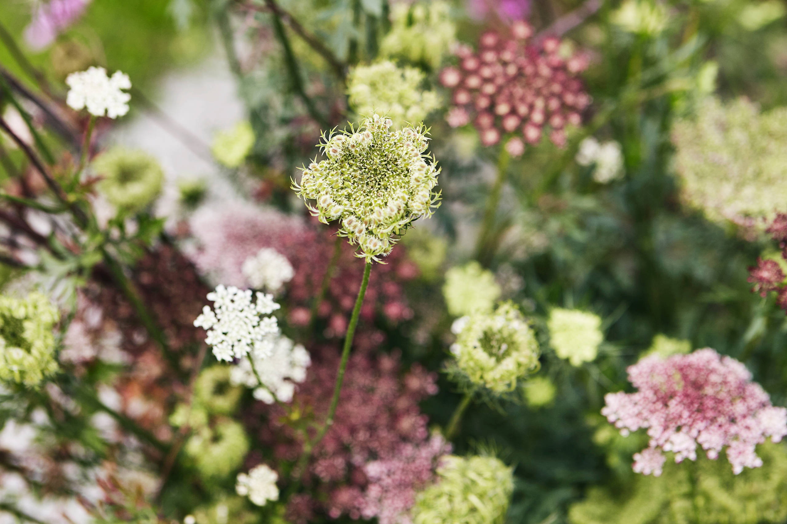 Garden Of Flowers Denmark Rose Flower Garden JL Cosmetic Bag By