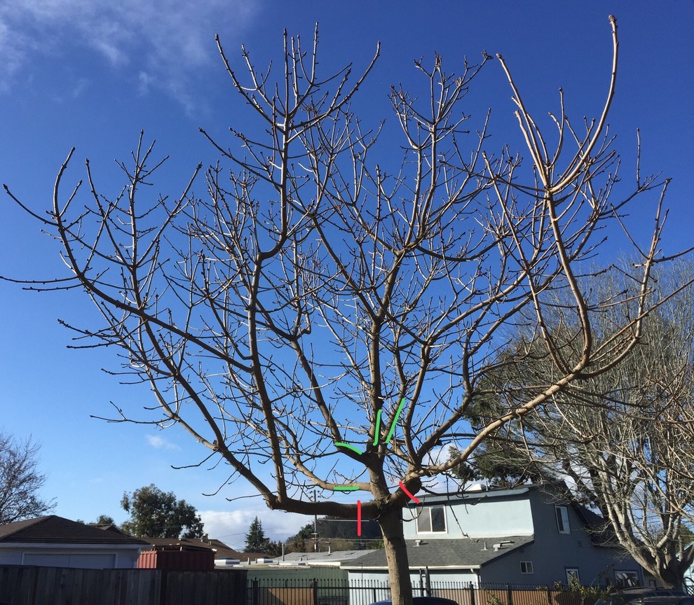 Chinese Pistachio Tree In Winter