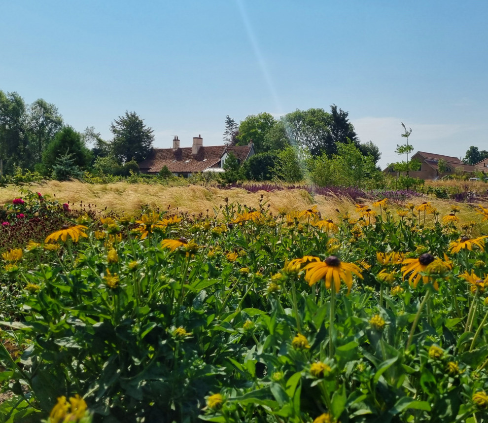 Large perennial prairie style planting design - Contemporary ...