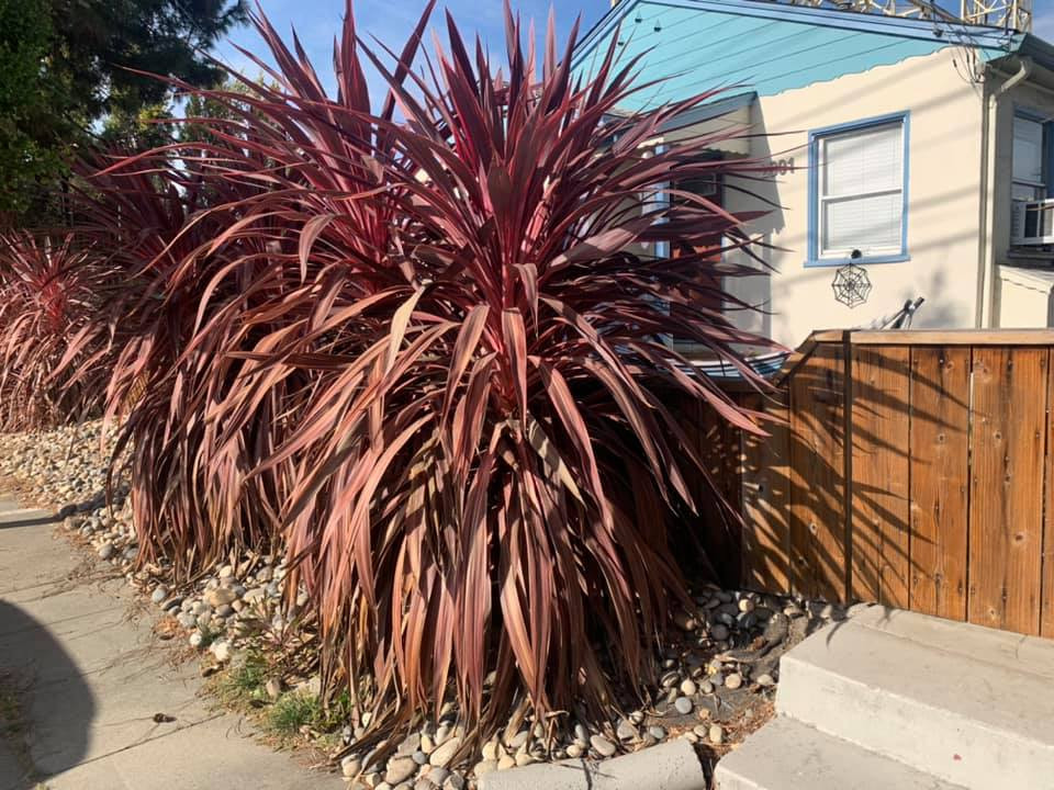 What is this burgandy plant and hardiness zone?