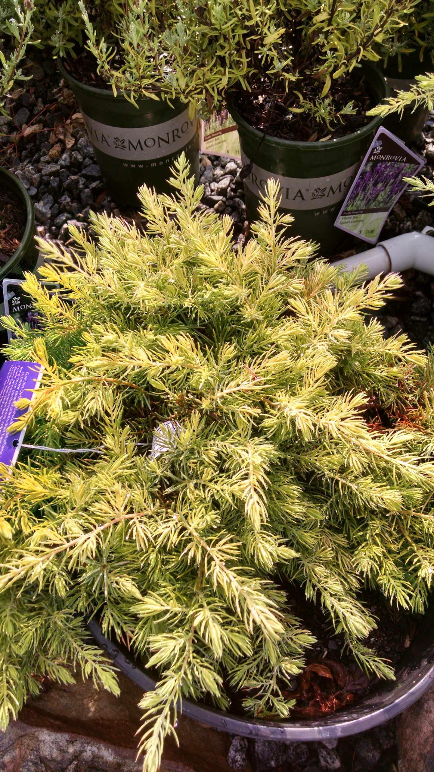 Great Design Plant: Juniperus Conferta ‘Golden Pacific’