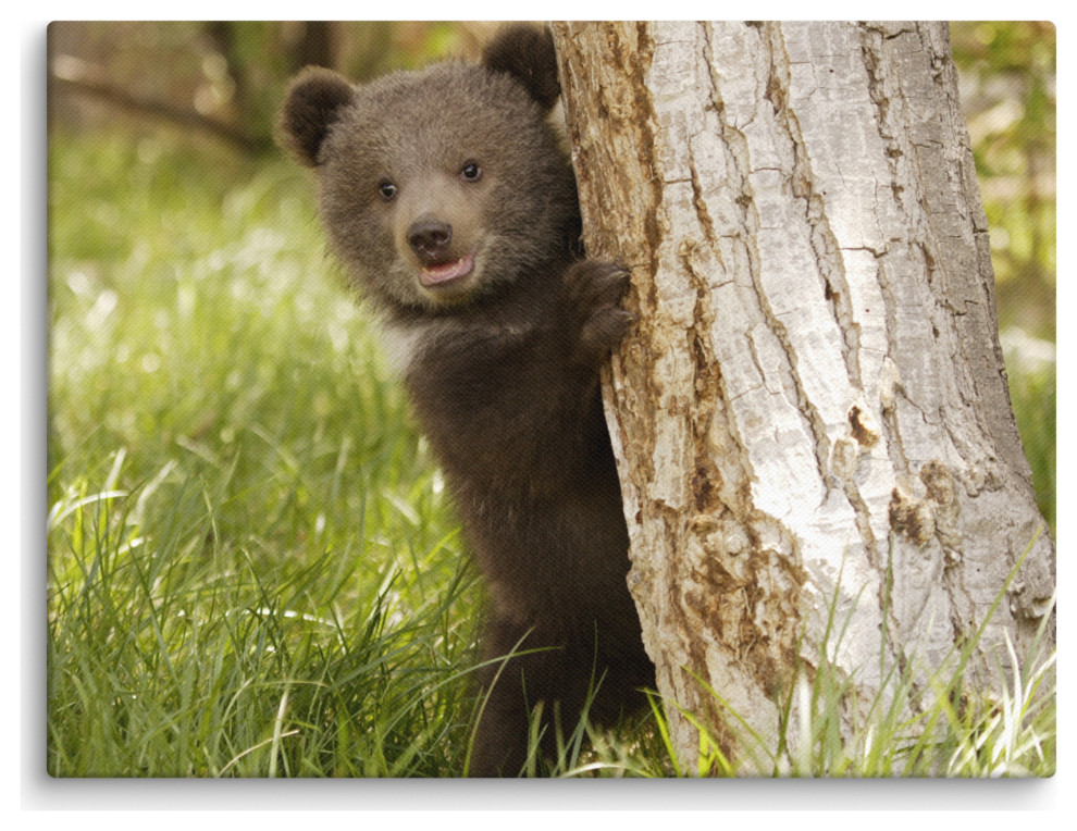 Baby Grizzly Bear Cub Behind Tree In Meadow Wildlife Photo Canvas Wall ...