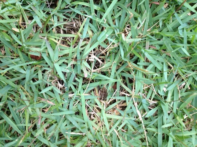 Zoysia problems-- Pictures included