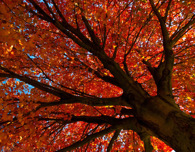 Shimmering Orange Nature Photography, Botanical Unframed Wall Art Print ...