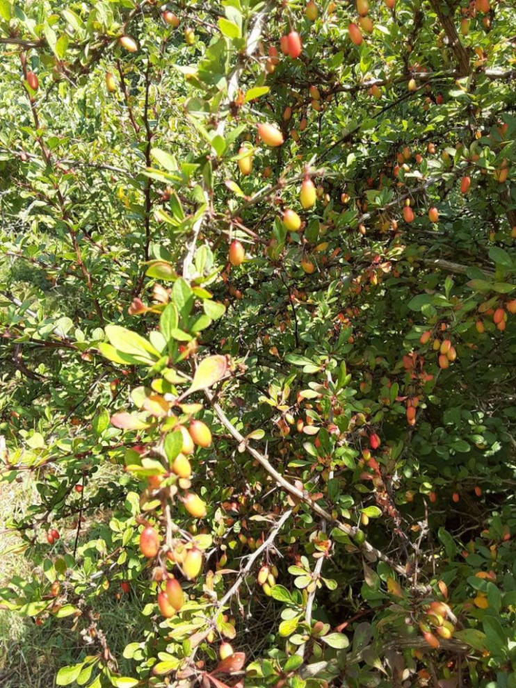 Monster bush out back | Houzz Forum