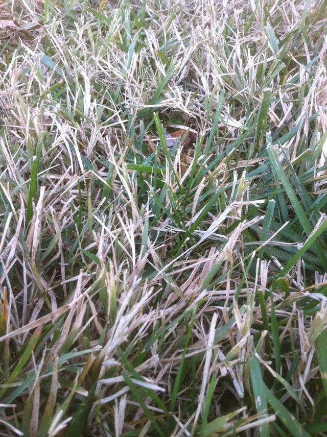 Brown stalks in my lawn