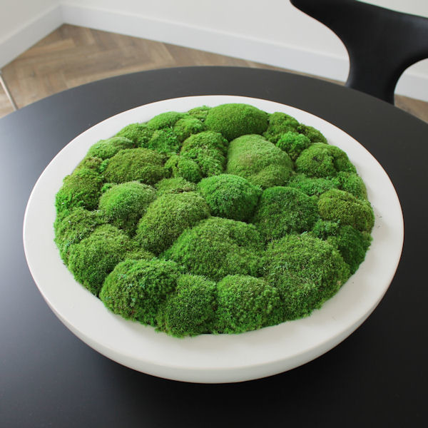 Preserved Bun Moss - Modern - Oxfordshire - by Bright Green - Interior ...