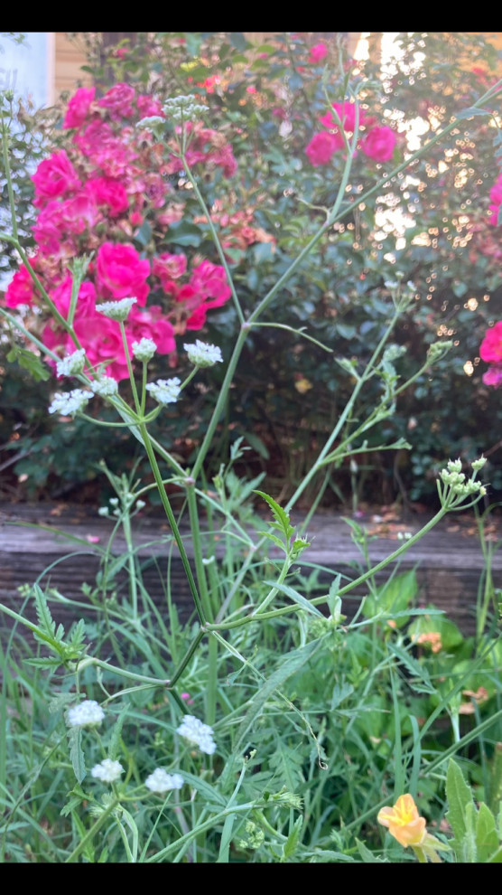 Should I save this white blooming weed or pull it out.