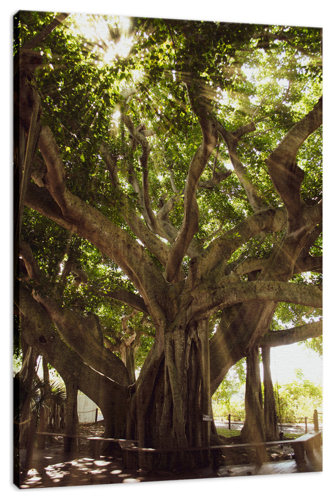 Banyan Tree With Glory Rays of Sunlight Botanical Photo Canvas Print ...