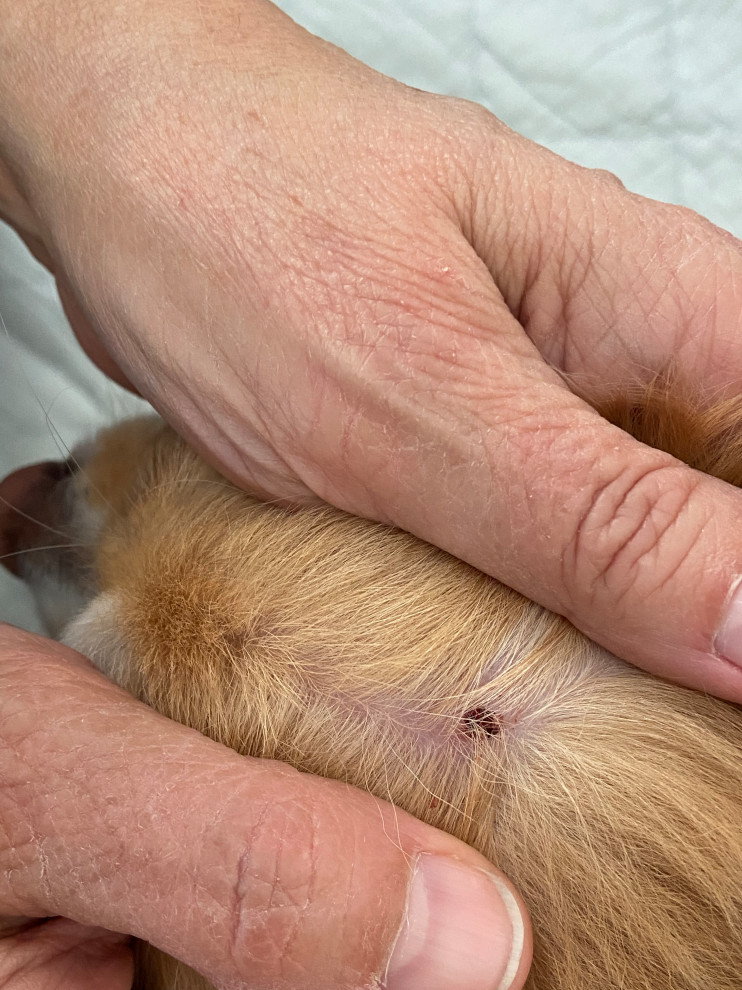 Do Tick Bites Leave Scabs On Dogs Do Tick Bites Leave Scabs On Dogs