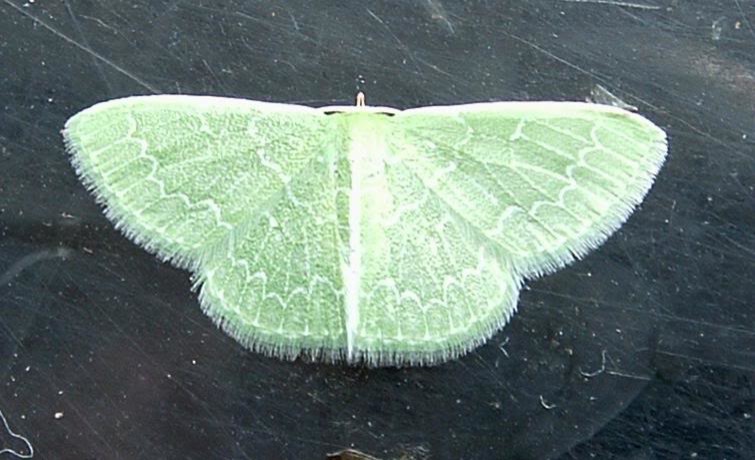 Little green moth id