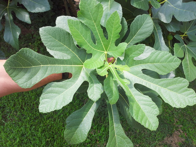fig tree identification