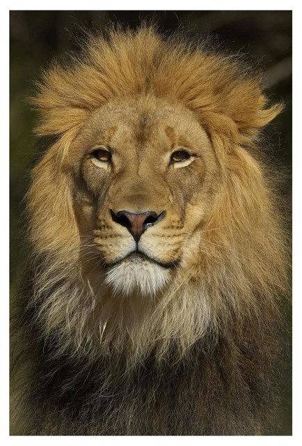 "African Lion male portrait, native to Africa" Print by San Diego Zoo ...