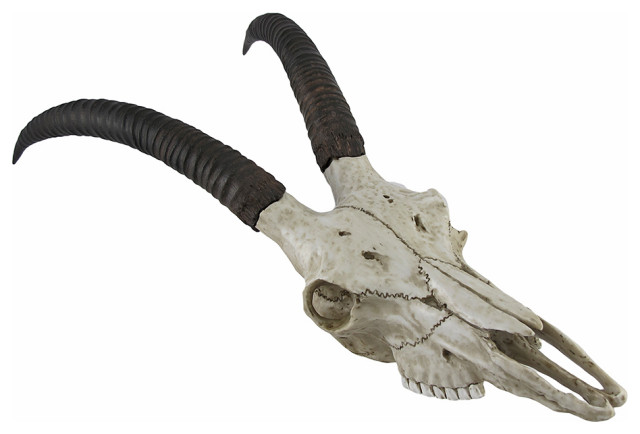 African Sable Antelope Skull Wall Hanging, Small - Eclectic - Wall ...