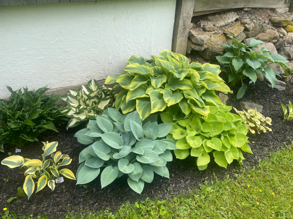 More Happy Hosta beds part 2