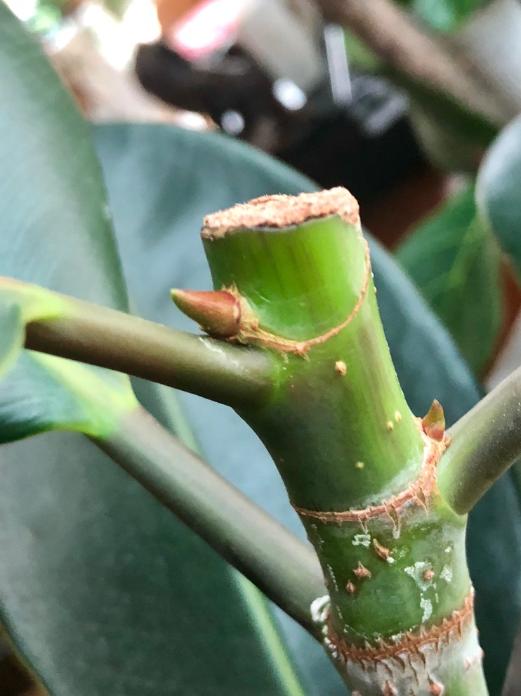 Is this backbudding? Bumps on Ficus Elastica