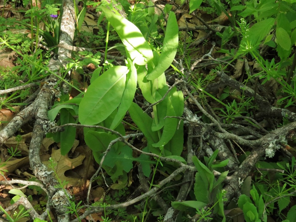 Woodland plants with large, clasping leaves