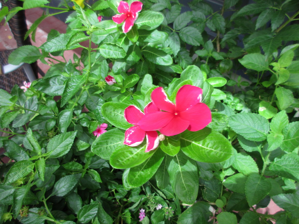 5-Petaled Pink Flower?
