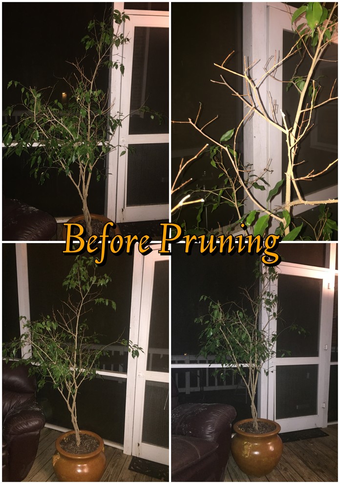 Need Help w/ Ficus Benjamina that had Dead Middle Branches | Houzz Forum
