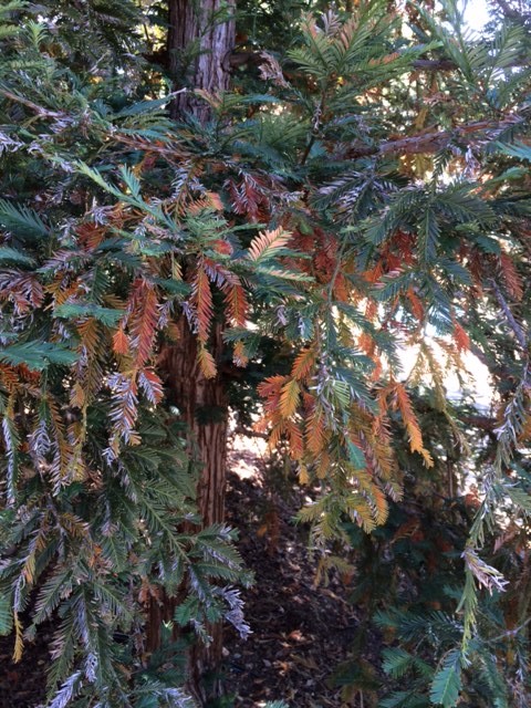 Aptos Blue Redwood rapidly turning brown