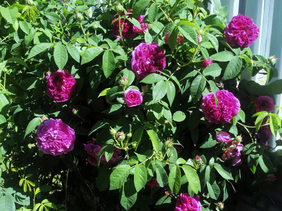 Roses to start my season in New Hampshire