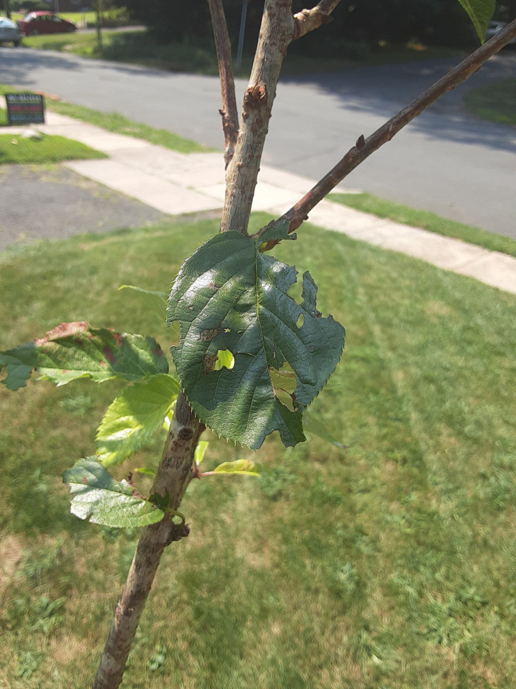 Is my cherry tree diseased?