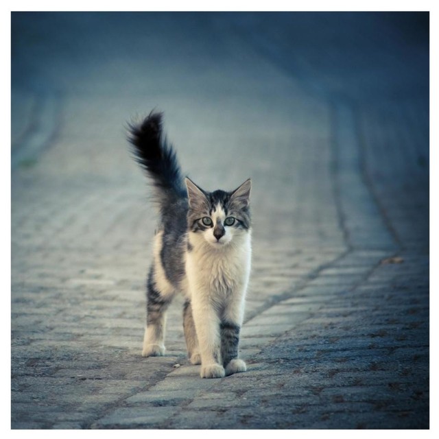 "Little One" Digital Paper Print by Dejan Ilijic, 20"x20", 32"x32 ...