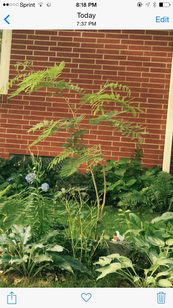 Two Identical Plants But Why Doesn't One Bloom?? | Houzz Forum