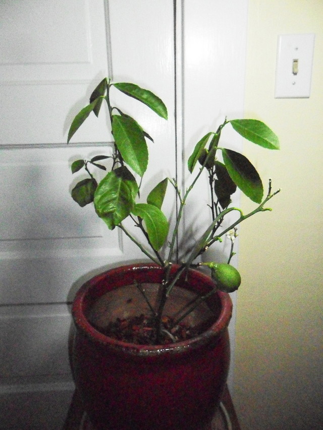 Imminent Meyer Lemon Death