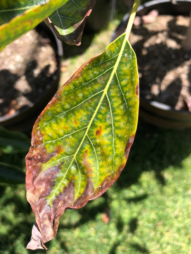 Root rot on my avocado tree?