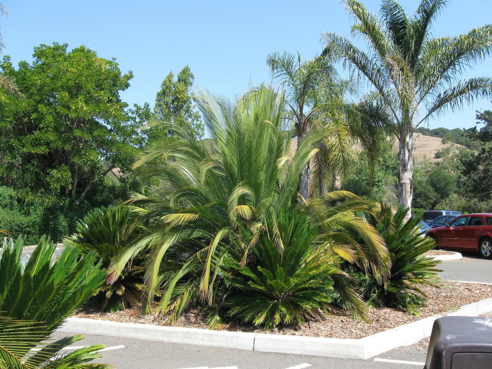 Macrozamia moorei at the Oakland Zoo..