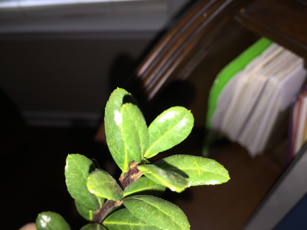 identifying two plants