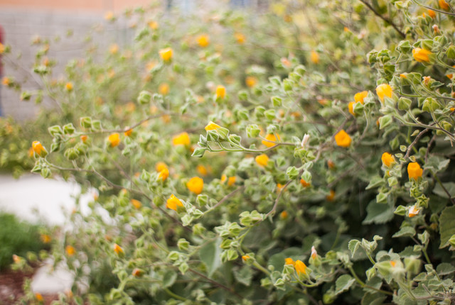 Abutilon Palmeri / Palmer's Indian Mallow - Garden - Los Angeles - by ...