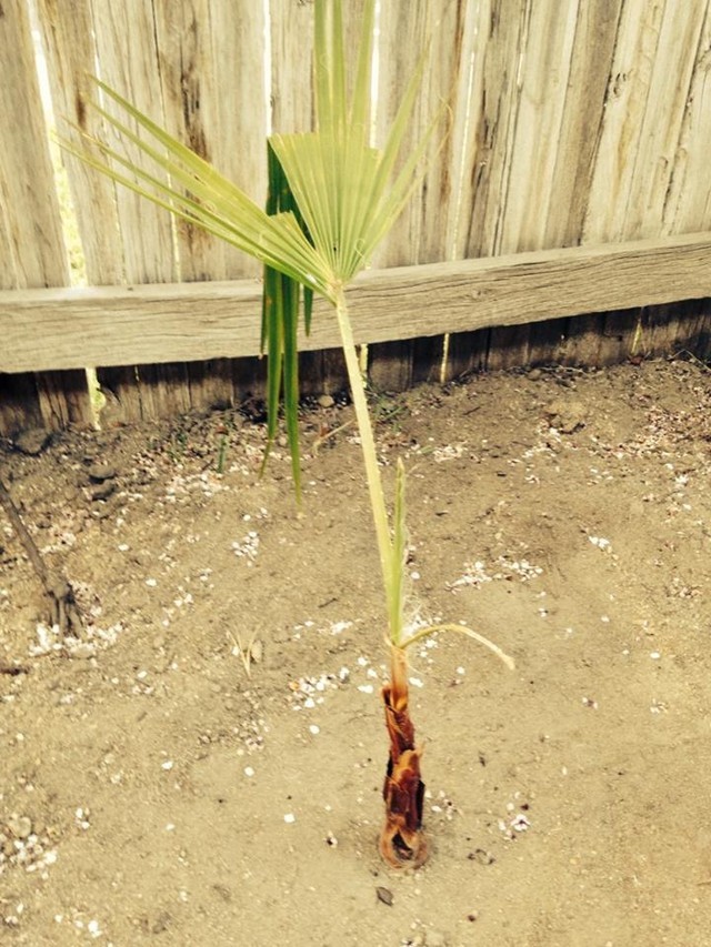 Washingtonia Filibusta Spring Update