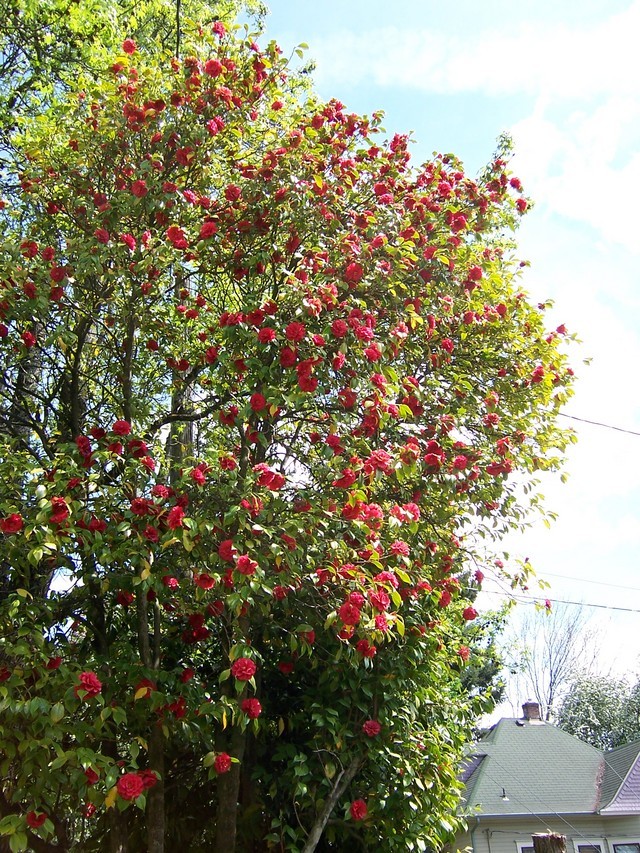 Old camillia tree looks more yellow