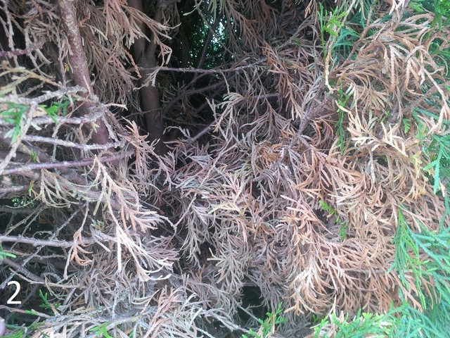Arborvitae Care For Fallen Needles | Houzz Forum
