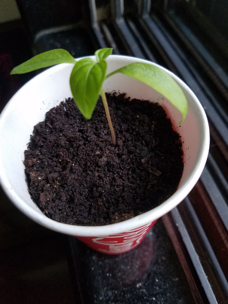 Seedling Stem color changing | Houzz Forum