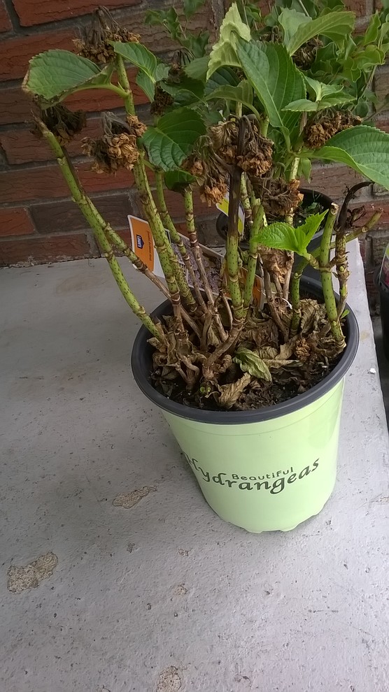 Blue Danube Hydrangea. Worth it?