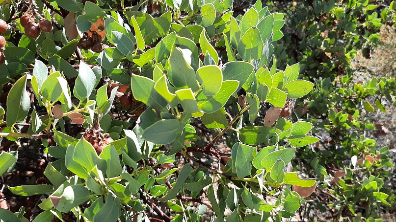 help id plant with round sticky berries