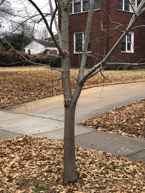 I got a forked tree, should I cut off the smaller side?