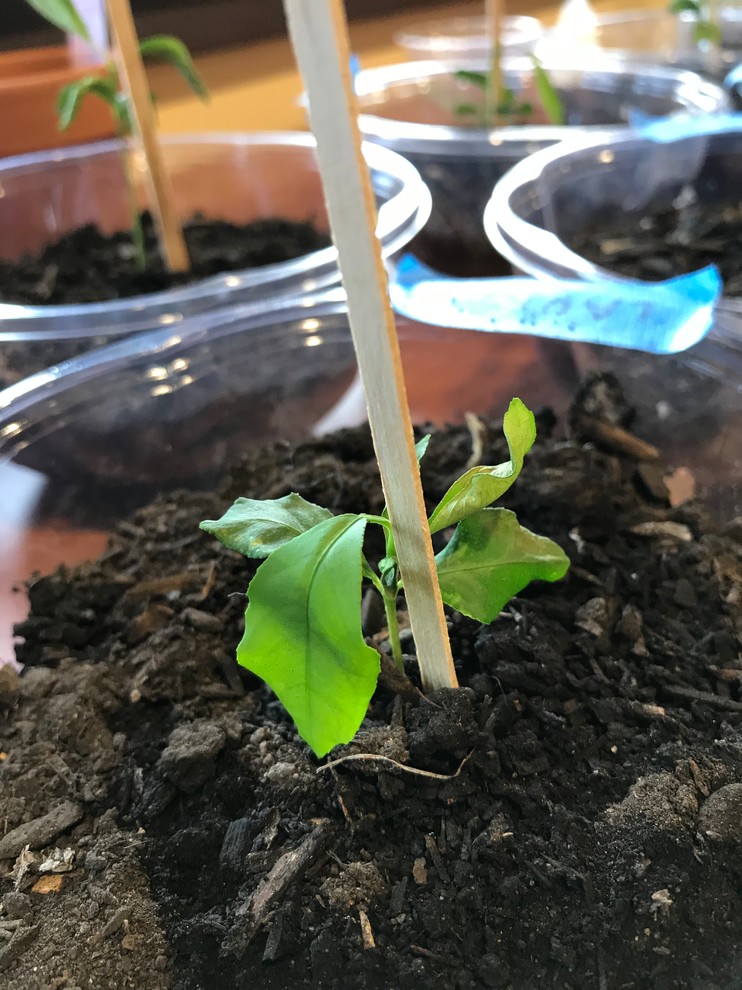 Help! Lemon seedling leaves drooping