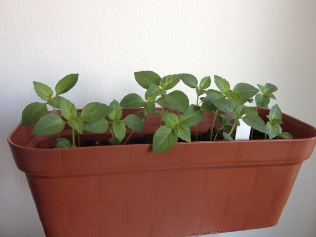 Thai Basil seedlings. When to start pinching?
