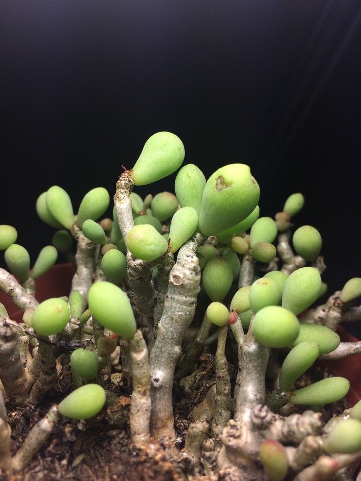 Tylecodon schaeferianus Care