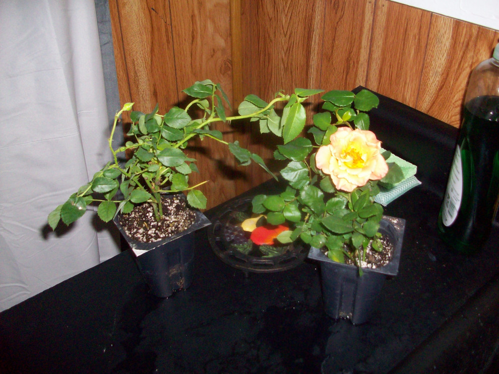 Rose reference page for my roses and other plants etc... | Houzz Forum