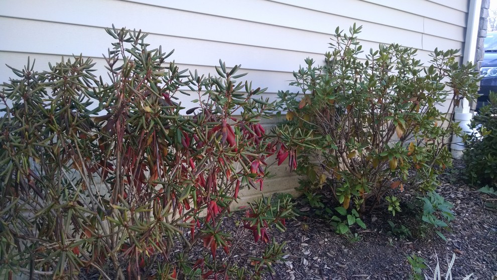 PJM Rhodo's leaves - curling up tightly