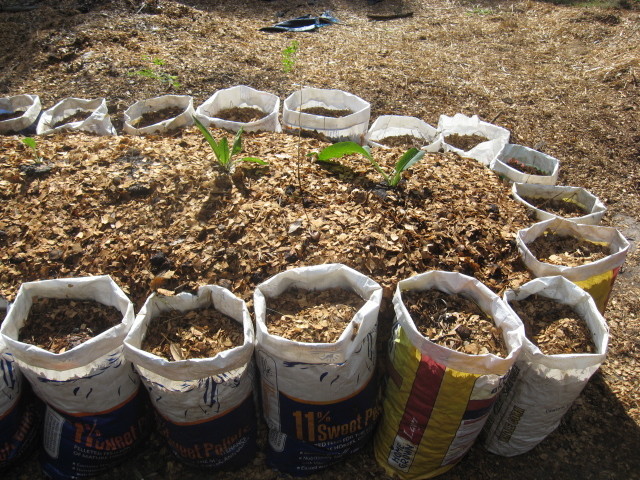 Recycling Bags in our farm!!!!