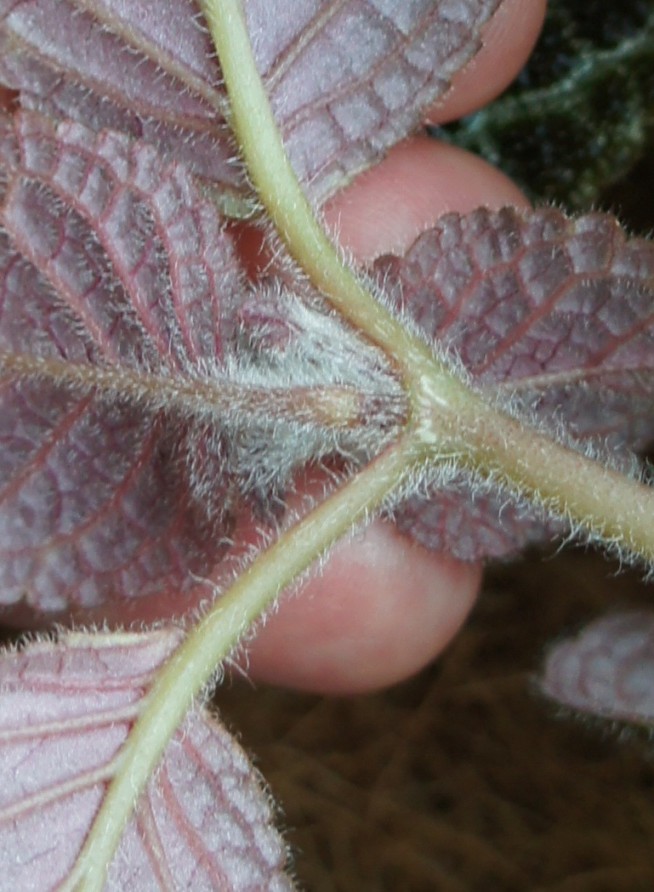 mites? my episcia has fuzzy and dense new growth