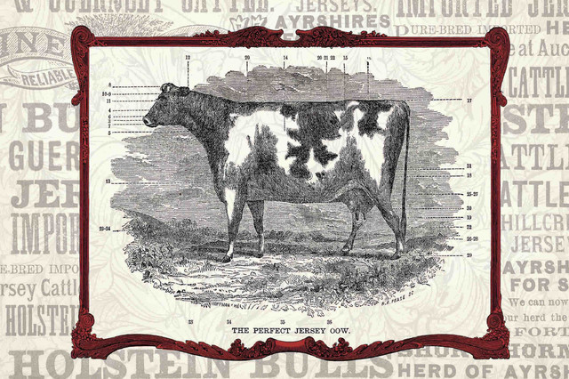 "Cow Framed" Painting Print on Canvas, 60"x40" - Farmhouse - Prints And ...